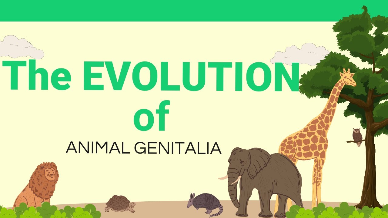 The Evolutionary Tango of Animal Genital - YouTube