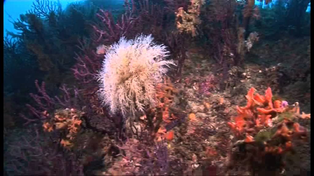 Mediterranean coral, a world of paradise - YouTube