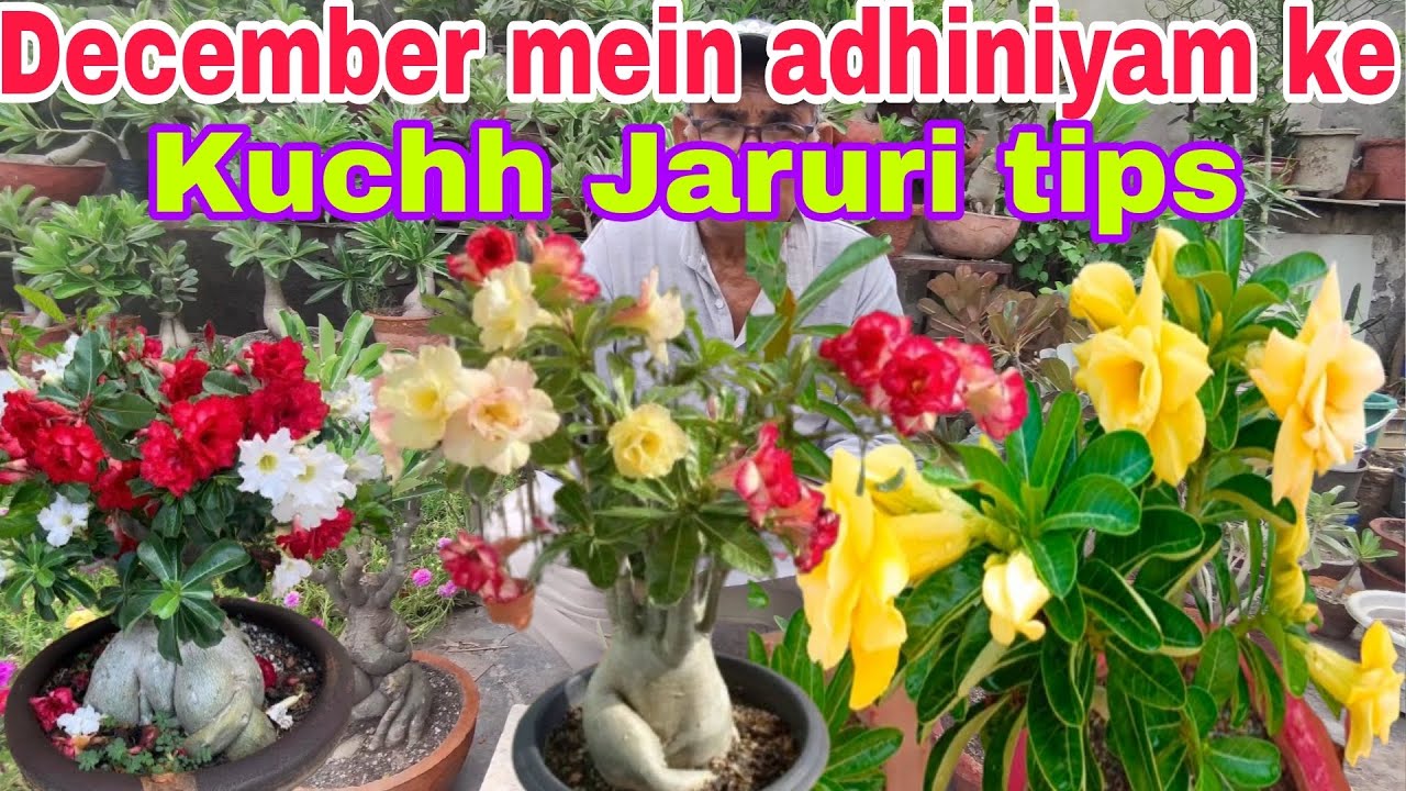 December mein adenium ke Kuchh Jaruri tips - YouTube