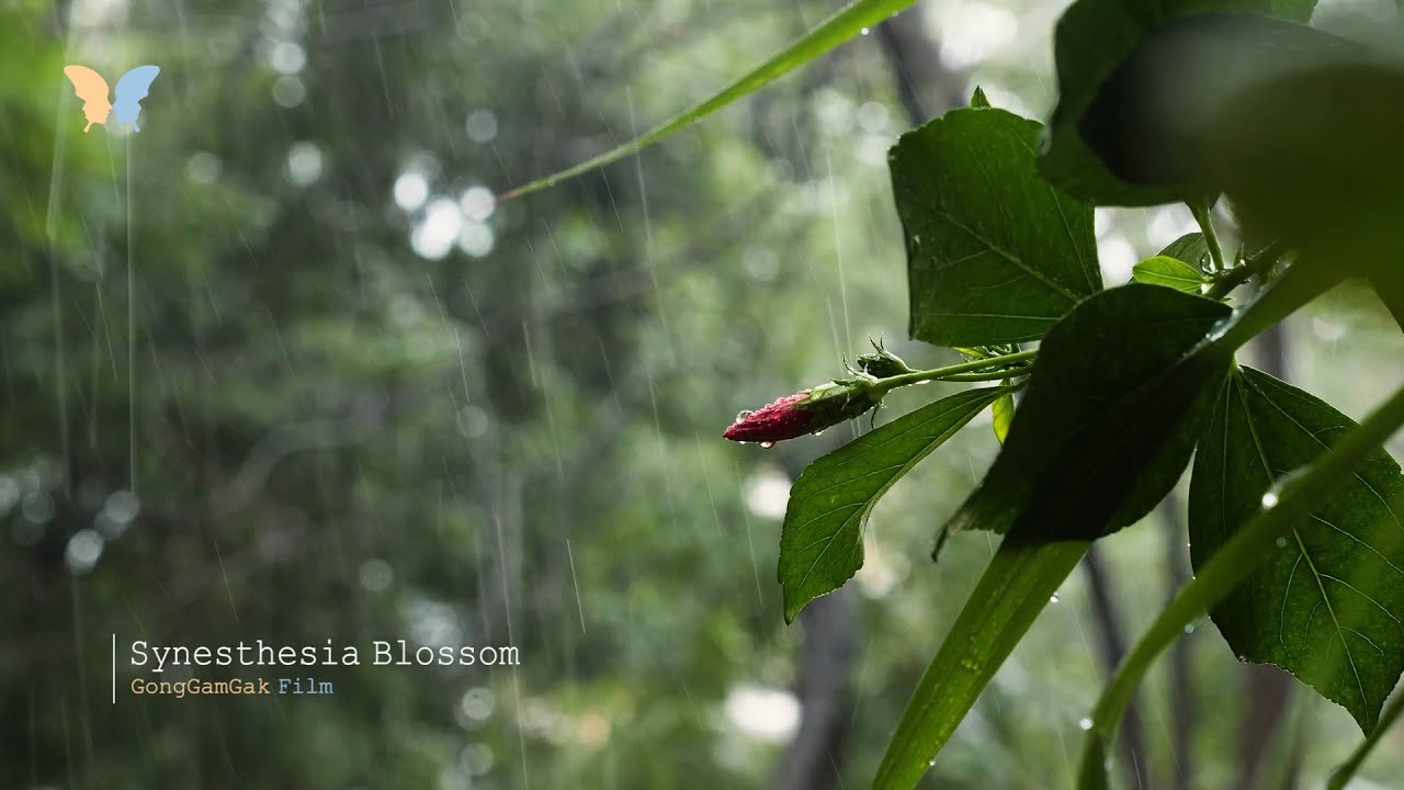 Synesthesia Blossom - YouTube