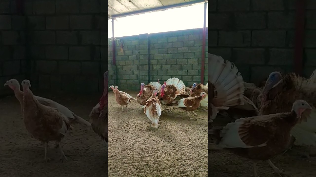 turkey bird chicken shorts vedio 🐔🐔🐔 - YouTube