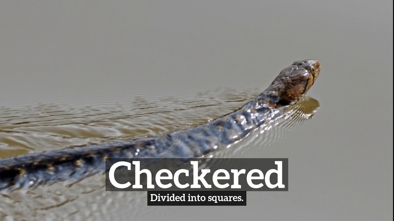 How To Say Checkered In English How Does Checkered Look What Is how-to-say-checkered-in-english-how-does-checkered-look-what-is