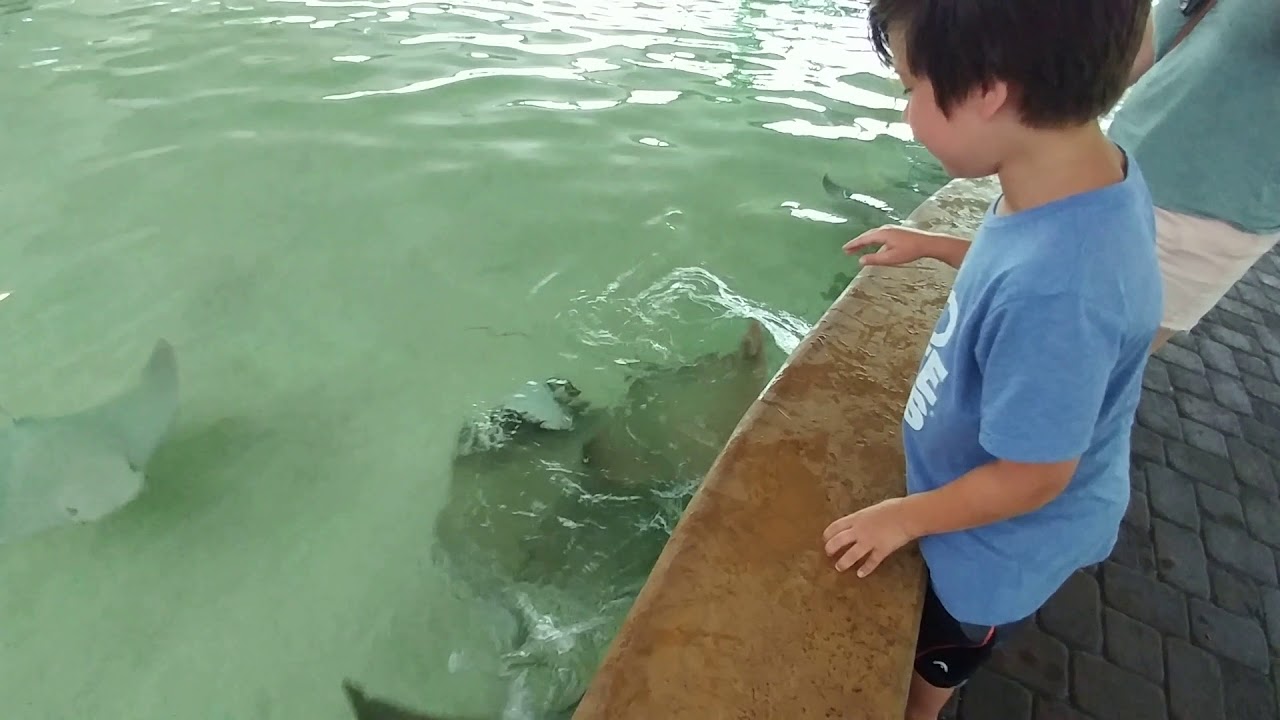 Stingray love - YouTube
