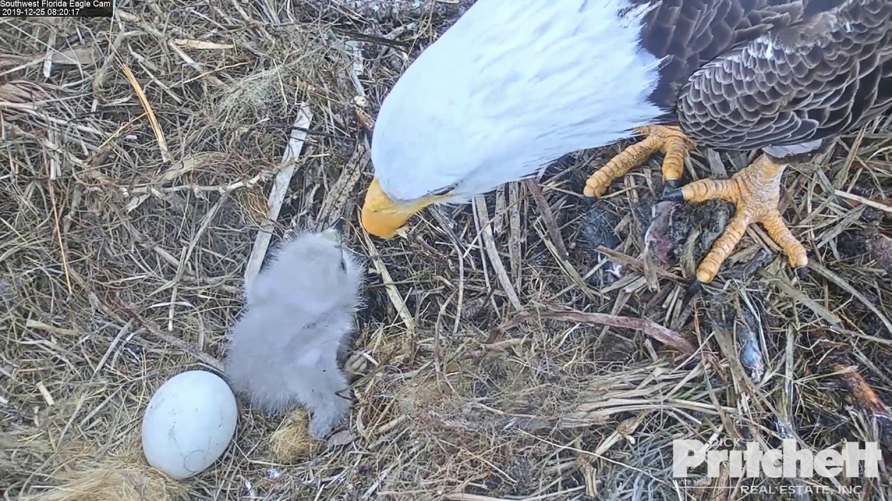 12-25-19 SWFL eagles; M brings fluff and feeds E14. - YouTube