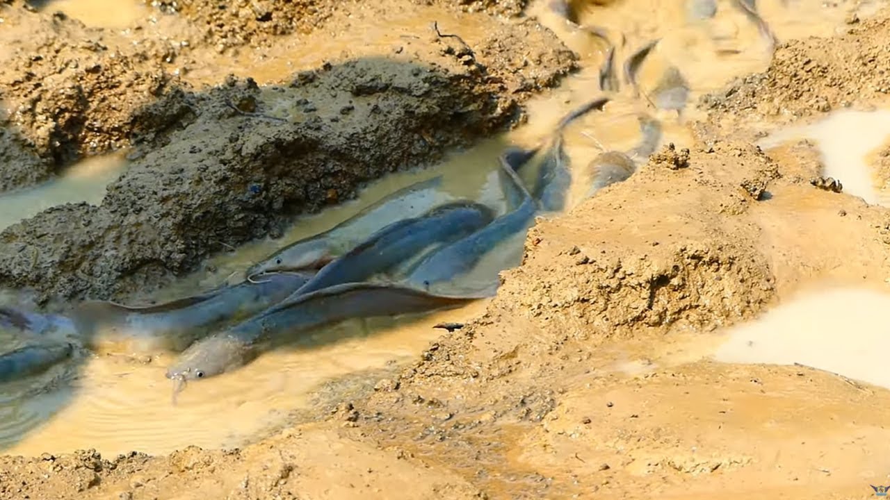 Catfish Catch In Mud By Best Band In Canal When Dry Water time Top ...