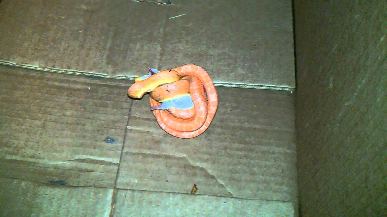 Hubba Bubba eating a mouse - YouTube