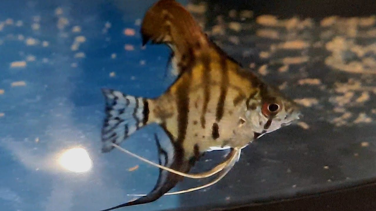 Angelfish Bent Dorsal Fin. How to Fix a Bent Dorsal Fin on an Angelfish ...
