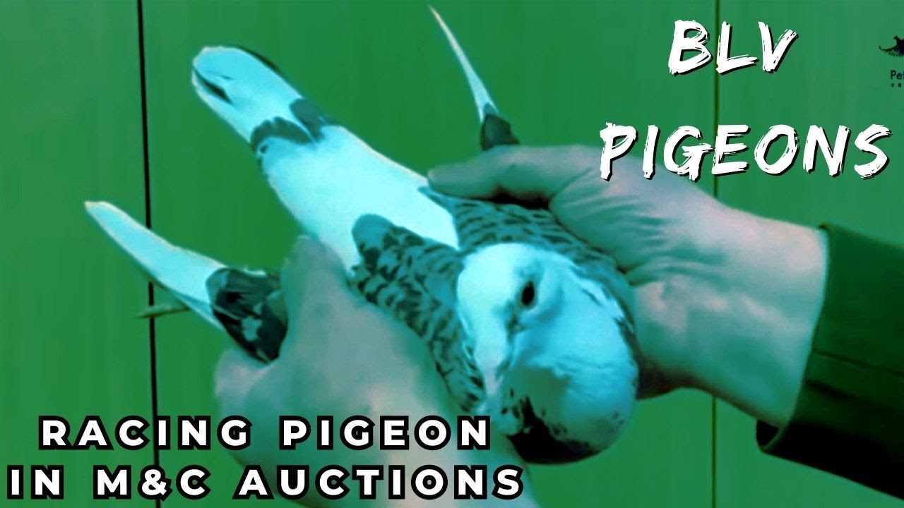 ' New Lieve ' The BLV Pigeons One Of The World's Best Racing Pigeon For ...