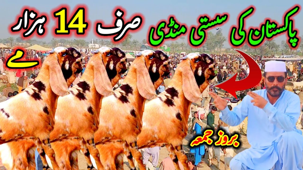 Mundra market choti zareen juma mandi update Tehseel dera ghazi khan ...