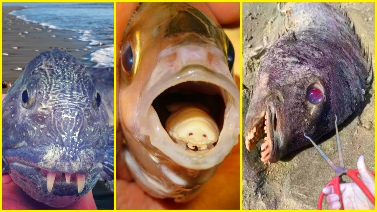 Catching Seafood 🦂🦀🐙 ASMR Relaxing 🦈Catch Shark 🐟 Catch Fish 🐠Deep Sea ...