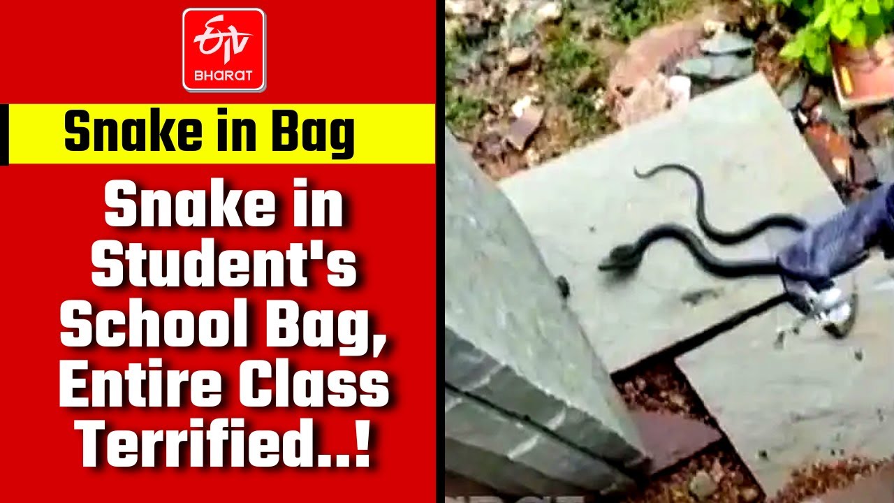 Snake in student's school bag, entire class terrified: Snake found in ...
