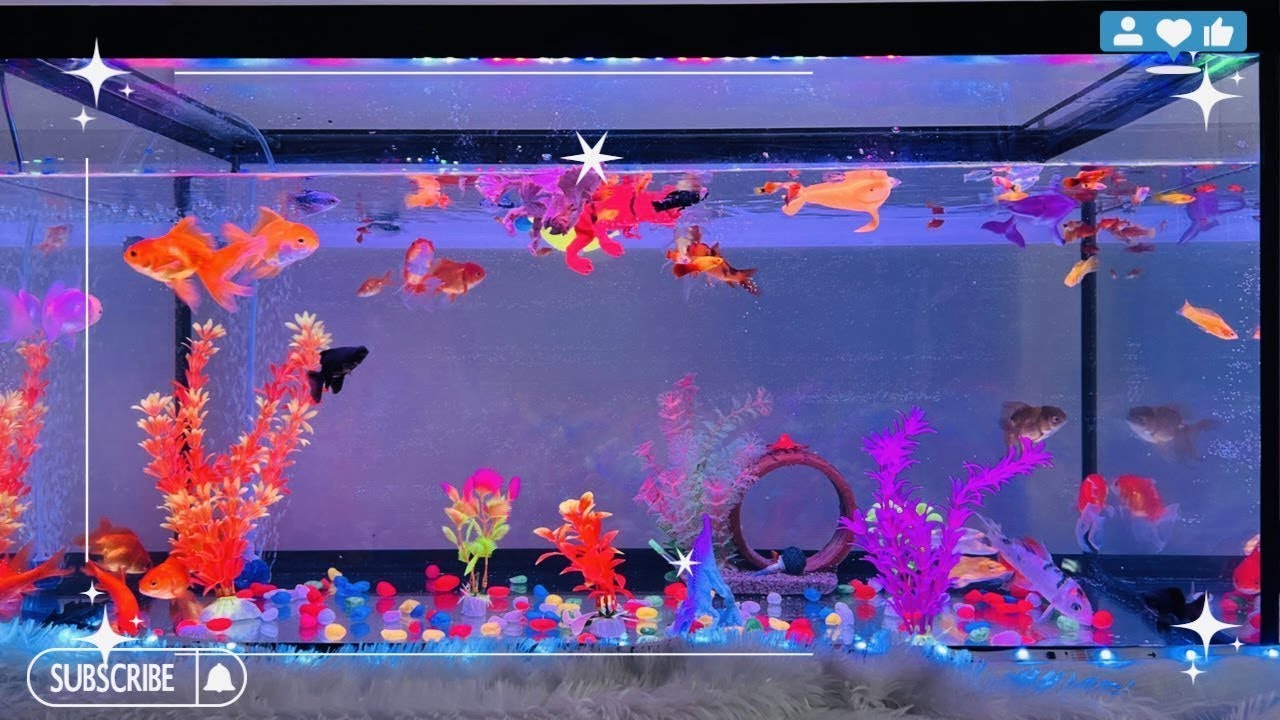 Dinosaur Swimming With Cute Fish And Playing Together In A Big Aquarium ...