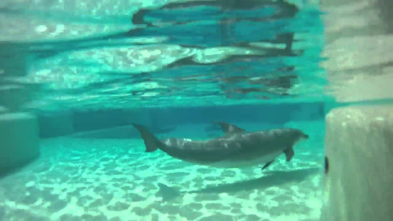 Gopro sea world dolphin tank - YouTube