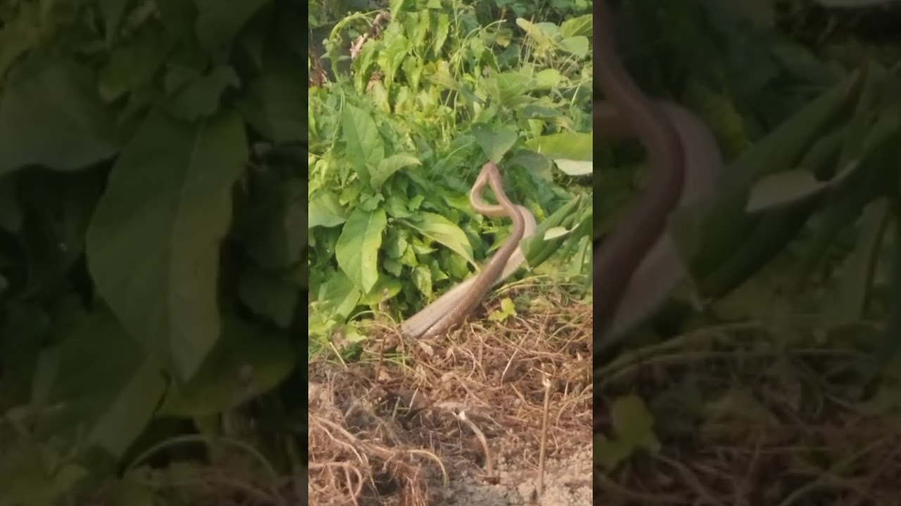 Snake dance in Kawasoti, Nepal - YouTube