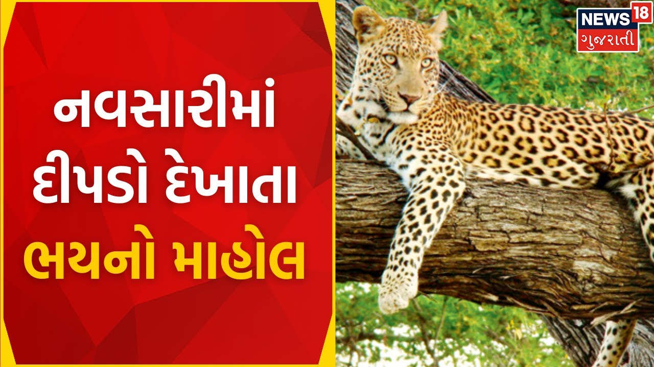 Navsari News : વાંસદાના રહેણાંક વિસ્તારમાં દીપડો દેખાતા ભયનો માહોલ ...