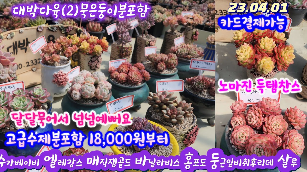 대박다육2분포함 식재된이쁜아가들 착하게 득템하세요모두 고급새화분에 화분값정도에서 품어보세요슈가베이비엘레강스매직쨈골드