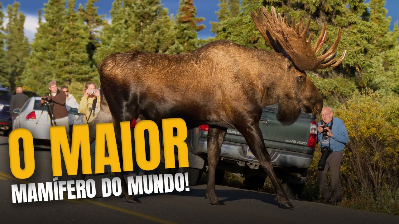Alce: O Gigante da Floresta - ELE É MAIOR QUE UM CARRO! - YouTube