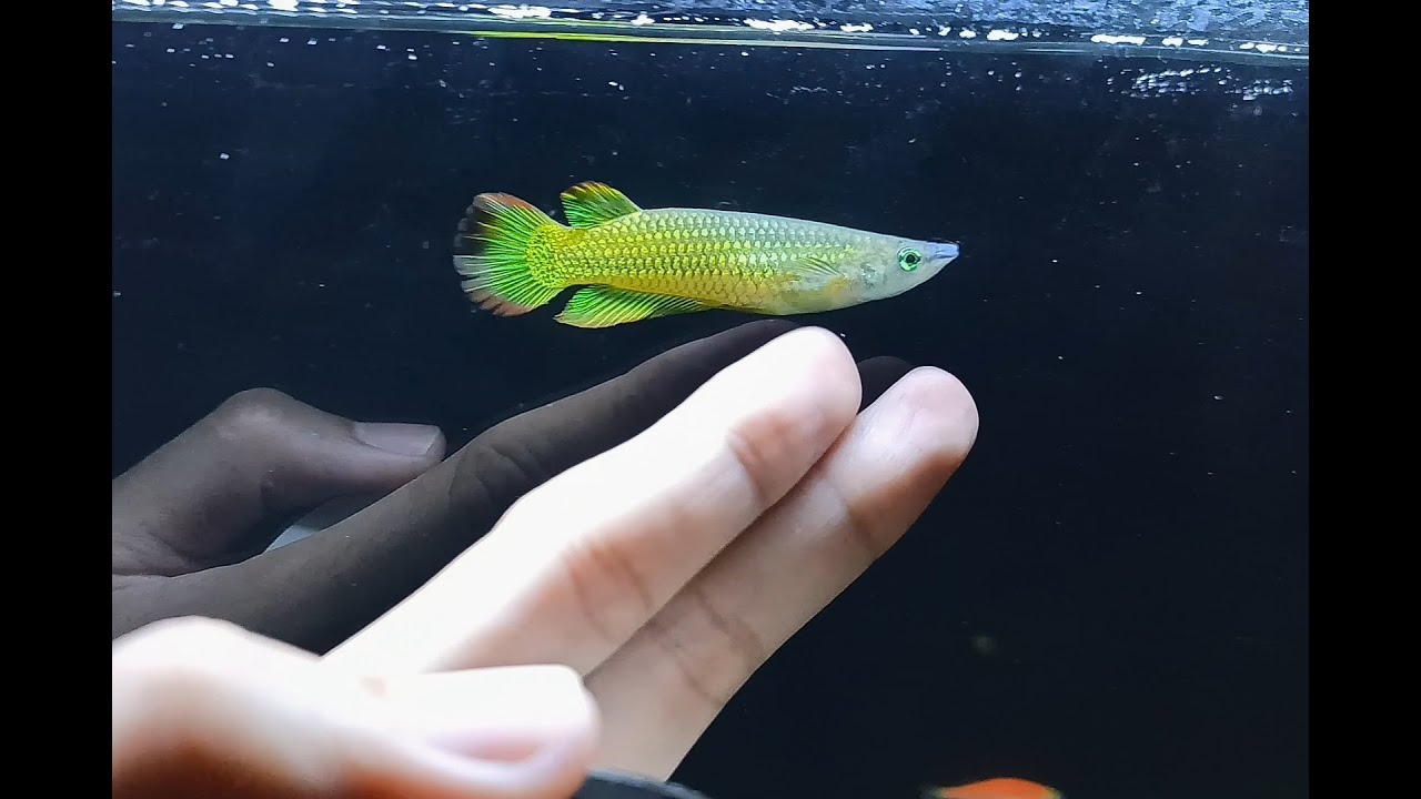 Beautiful Fish, Golden Panchax, Ikan Sawah Pala Timah Tapi Sebagus ini ...