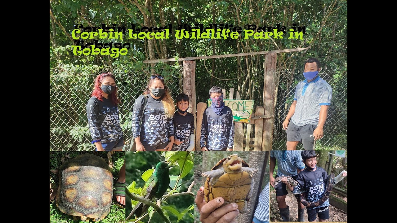 Corbin Local Wildlife Park in Tobago. Conservation at its Best. - YouTube
