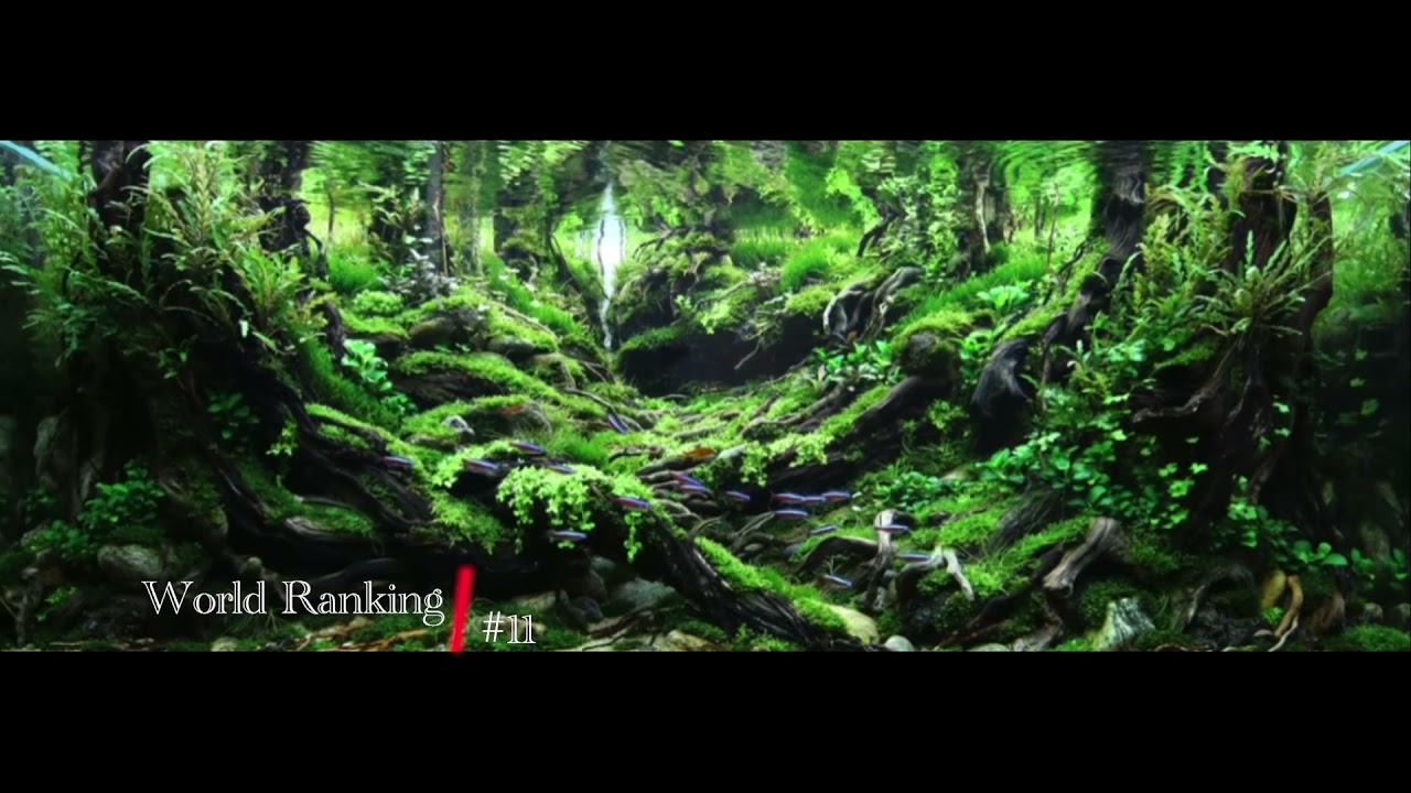ADA Planted Aquascape Contest - Top 20 - IAPLC 2021 - YouTube