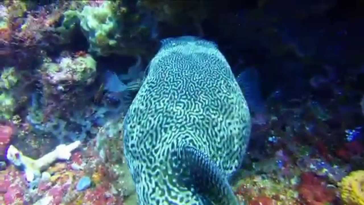 Flores Diving Centre - YouTube
