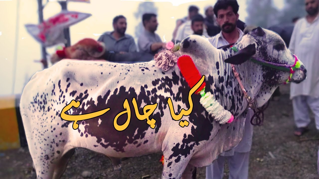 Mission Aik Janwar | Eid Ul Adha 2020 - YouTube
