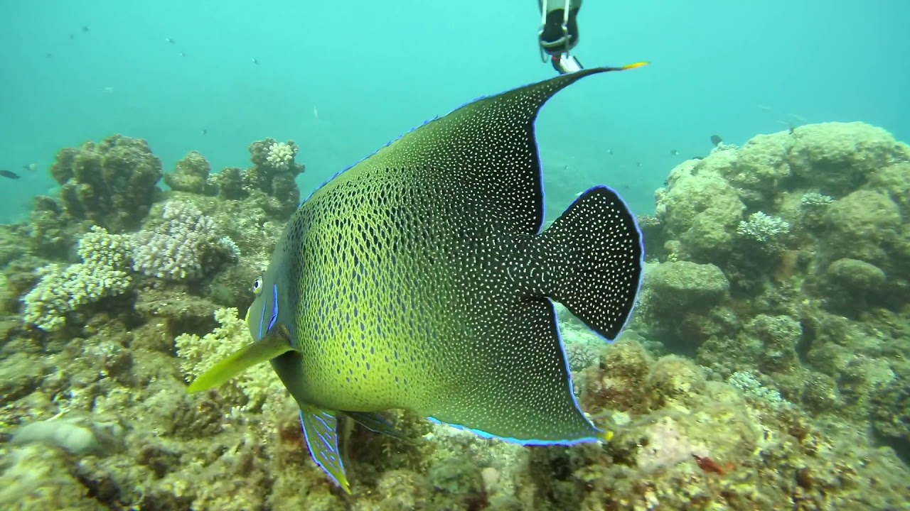 Semicircle Angel Fish and Scissortail Fusilier on the Great Barrier ...