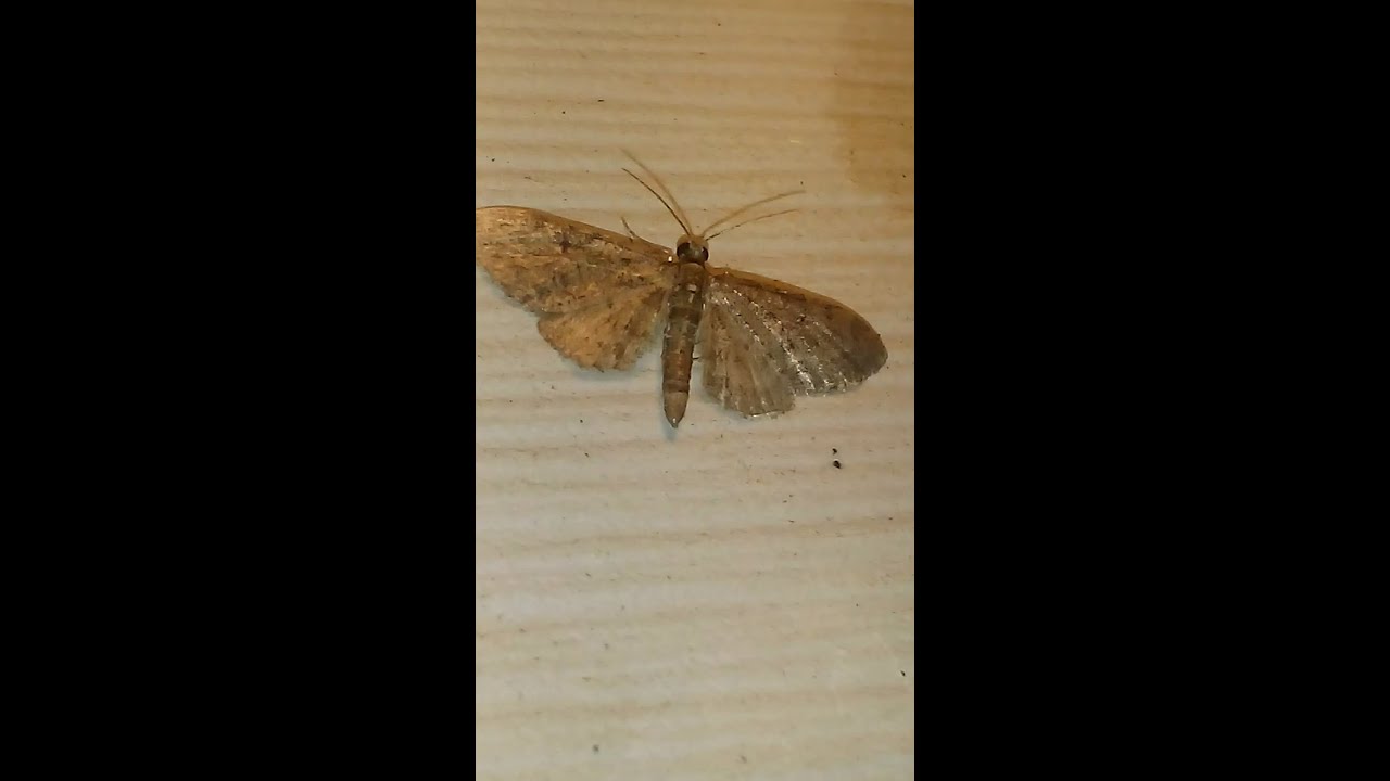 Wormwood pug moth Lepidoptera Insects - YouTube