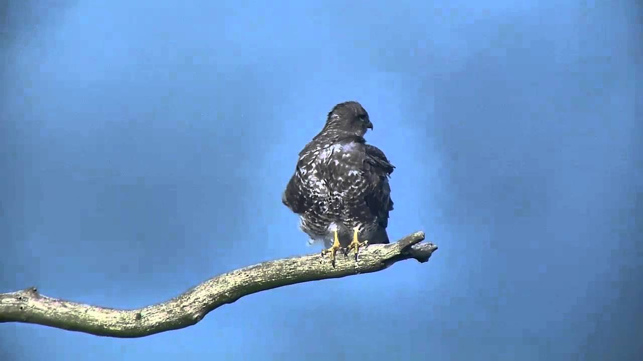Steely buzzard against blue sky - Dyfi Osprey Project - YouTube
