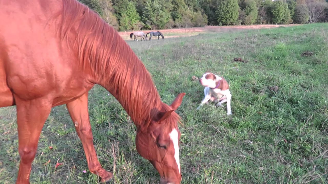 Barz,Trax,Tiz,Swan,Baby and a Deer in the pasture - YouTube