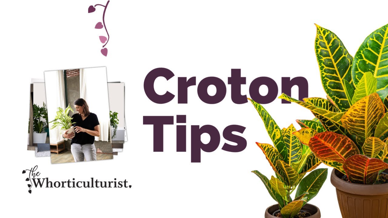 Meet my Croton, Crouton. Here's how I keep him happy! - YouTube