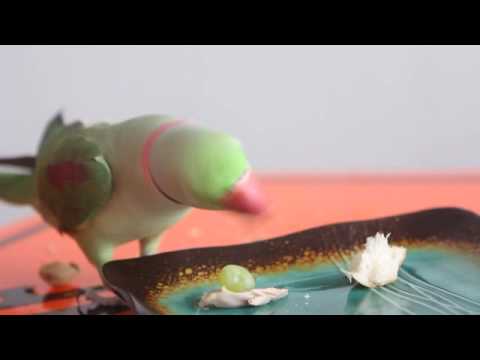 Parrot sneezing - YouTube
