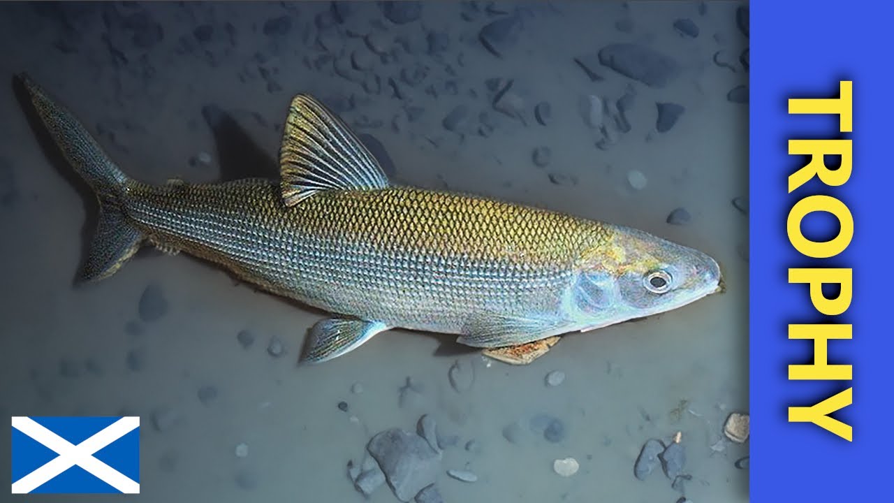Trophy Powan Whitefish (2 kg 246 gr) - GB Scotland: Loch Maro | Fisher ...