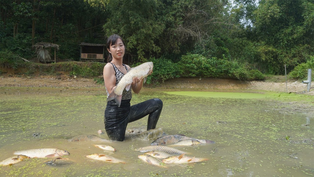Harvesting fish in mud pond - Go to the village to sell fish - Amazing ...