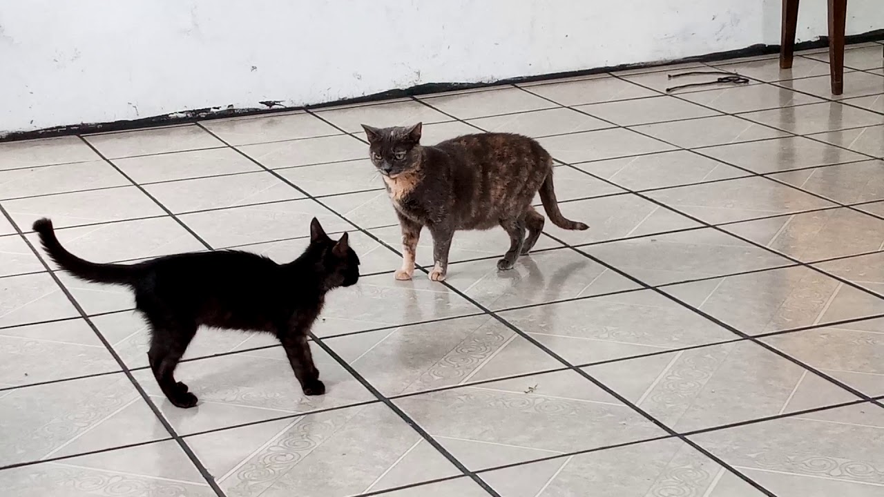 Funniest cat fight - YouTube