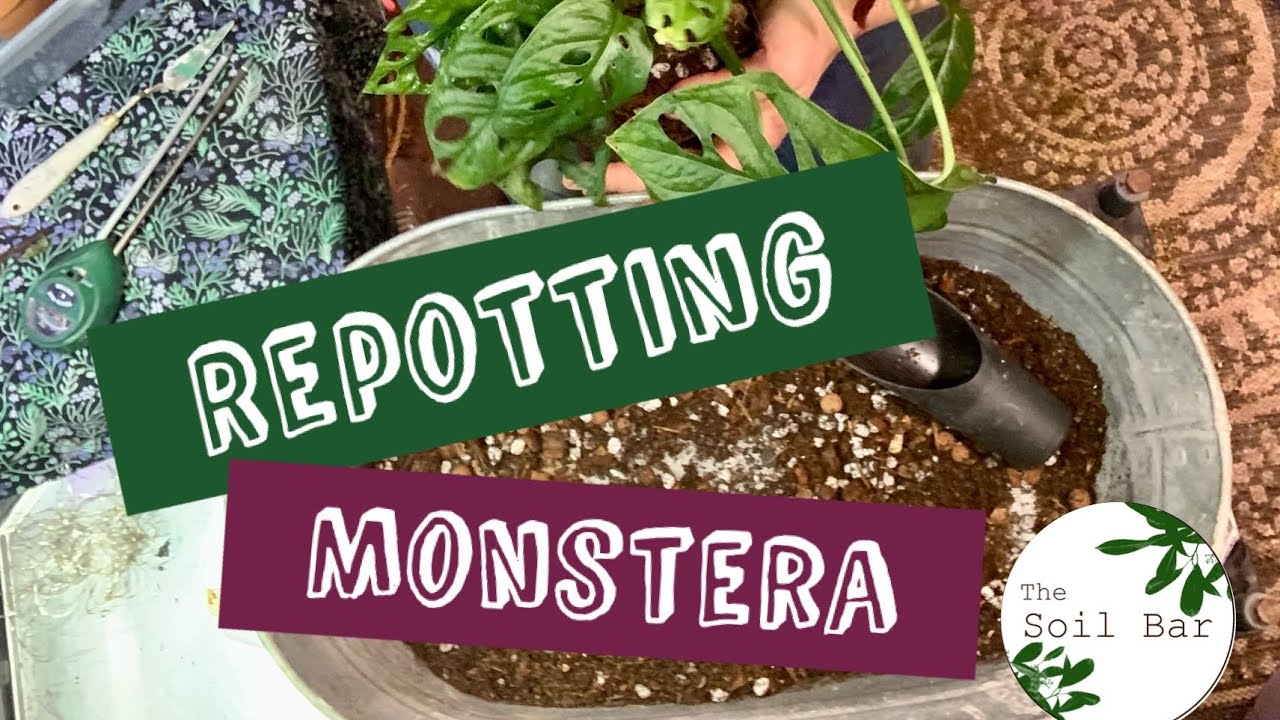 How to repot tropical plants - monstera guide for repotting -Secrets to ...