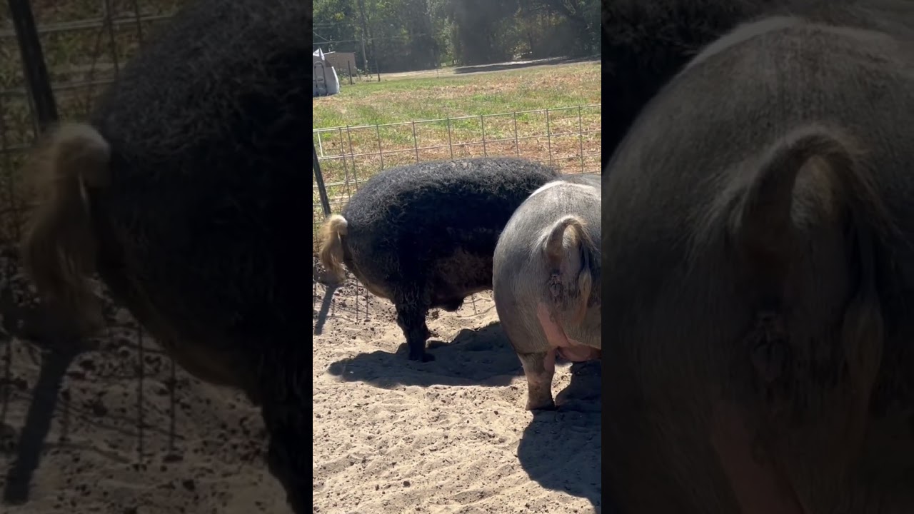 BA-DONKA-DONK - YouTube