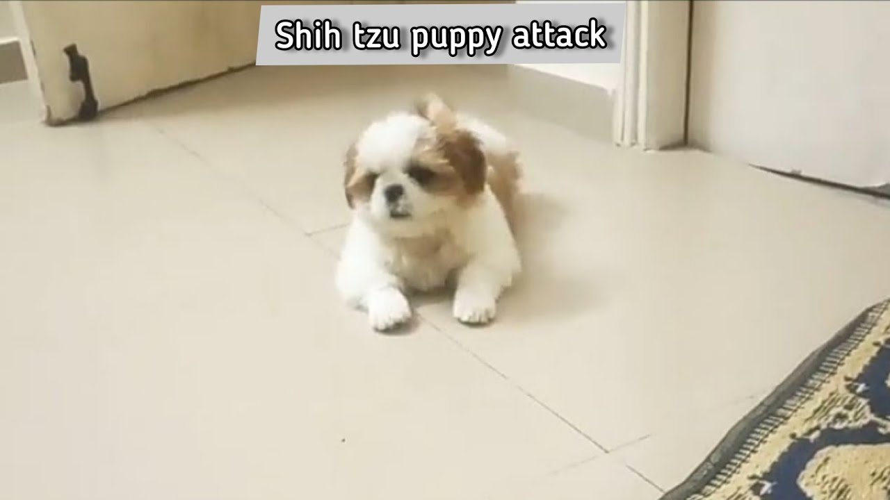 shih Tzu barking | angry shih Tzu | shih Tzu puppy 2 month old | dog ...