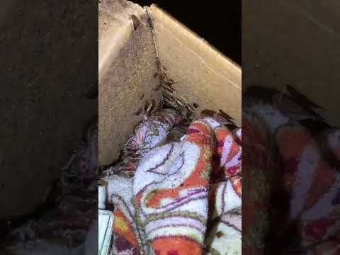 How To Keep Pests Out Of Cardboard Boxes