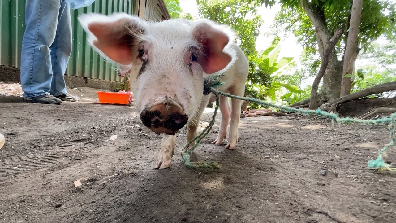 How to Castrate a Pig | A Flimm Original - YouTube