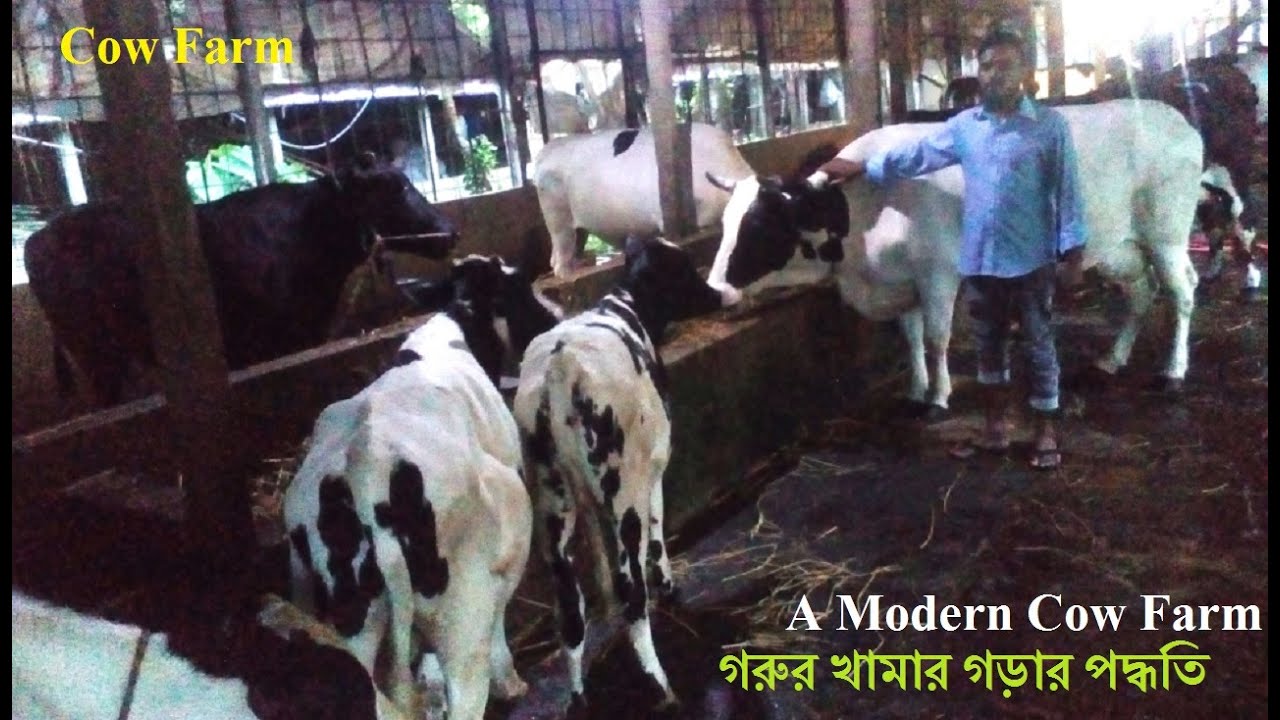 গরুর খামার করার আগ সঠিক পরিকল্পনা করুন | How To Make A Better Agro Farm ...