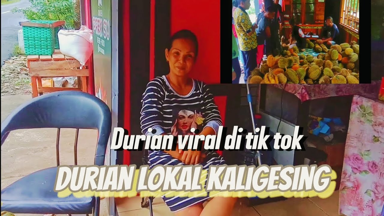 PANEN RAYA DURIAN LOKAL KALIGONO KALIGESING #kaligesing #panendurian ...