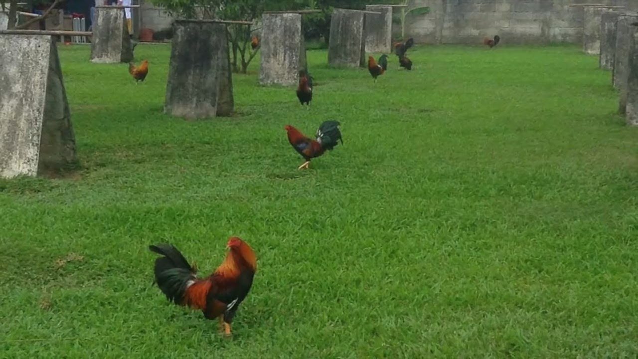 Sabongtube - What a Wonderful Farm - YouTube