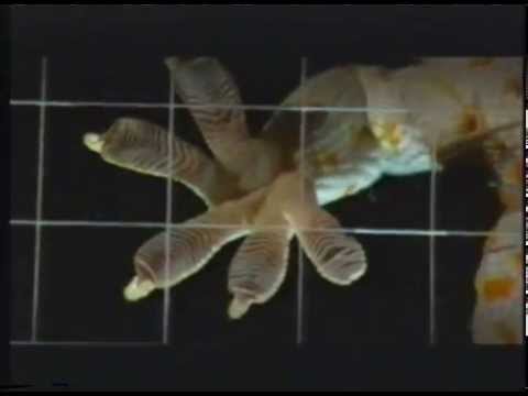 Gecko Adhesion as a Model System: Video 3 - YouTube