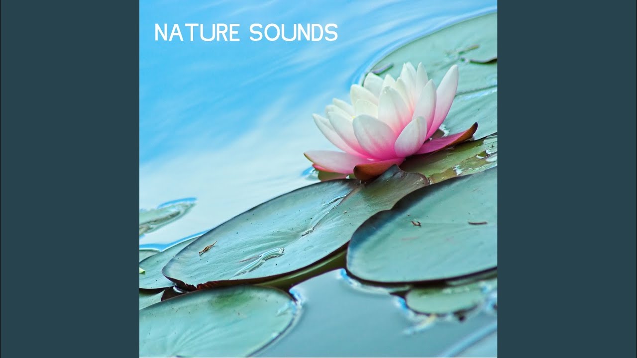 Dolphin Singing for Healing Strength - YouTube