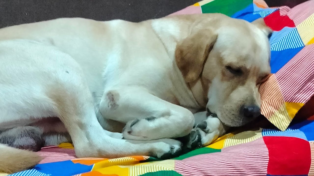 jaisantoshimaa chanal ka Labrador dog Moli ki live me aap sabhi ka ...