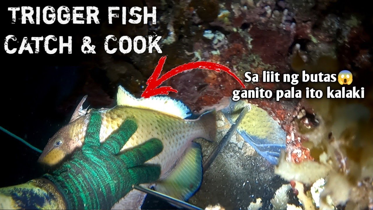 Night Spearfishing Philippines Trigger Fish Catch & Cook - YouTube