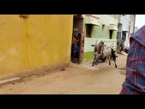 Krishnagiri Avatar bull❤️ waiting 2022💥#Bull_lovers_TN24#Jallikattu