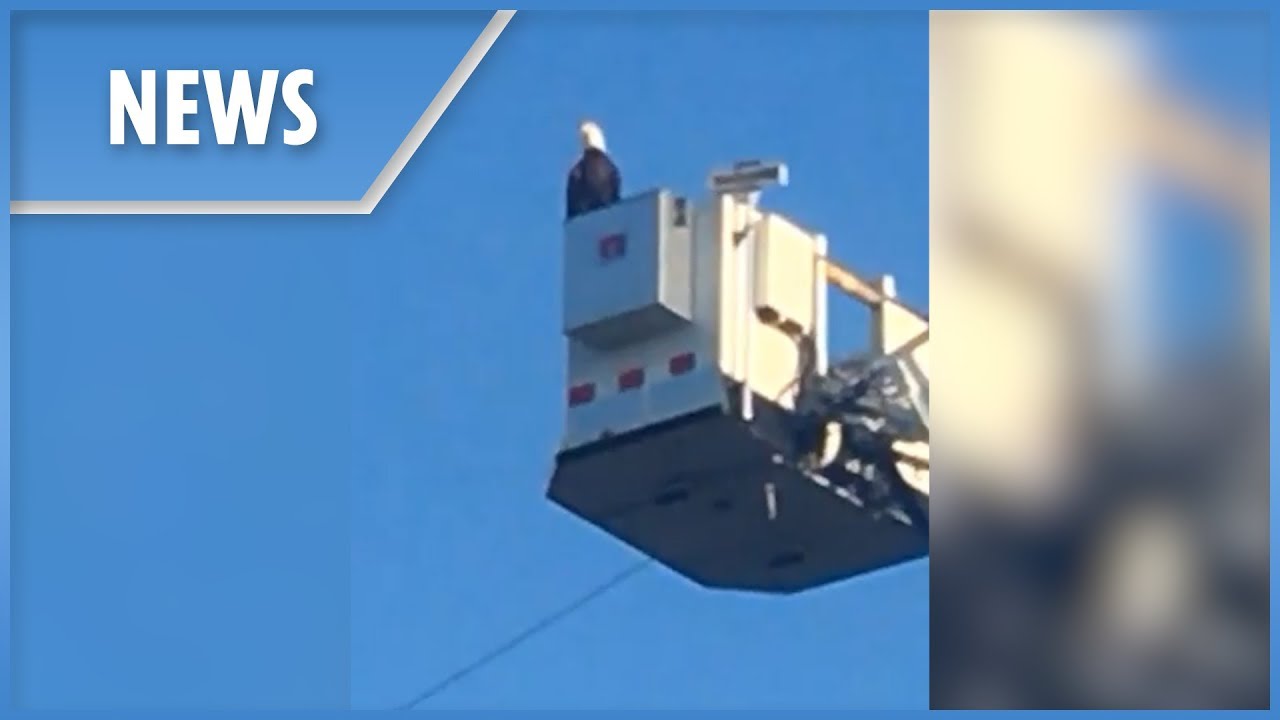 Bald eagle lands on 9/11 memorial in Minnesota - YouTube