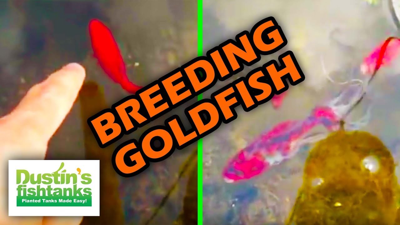 How to Breed Goldfish, How To Sex Goldfish. Water Changes. Sexing ...